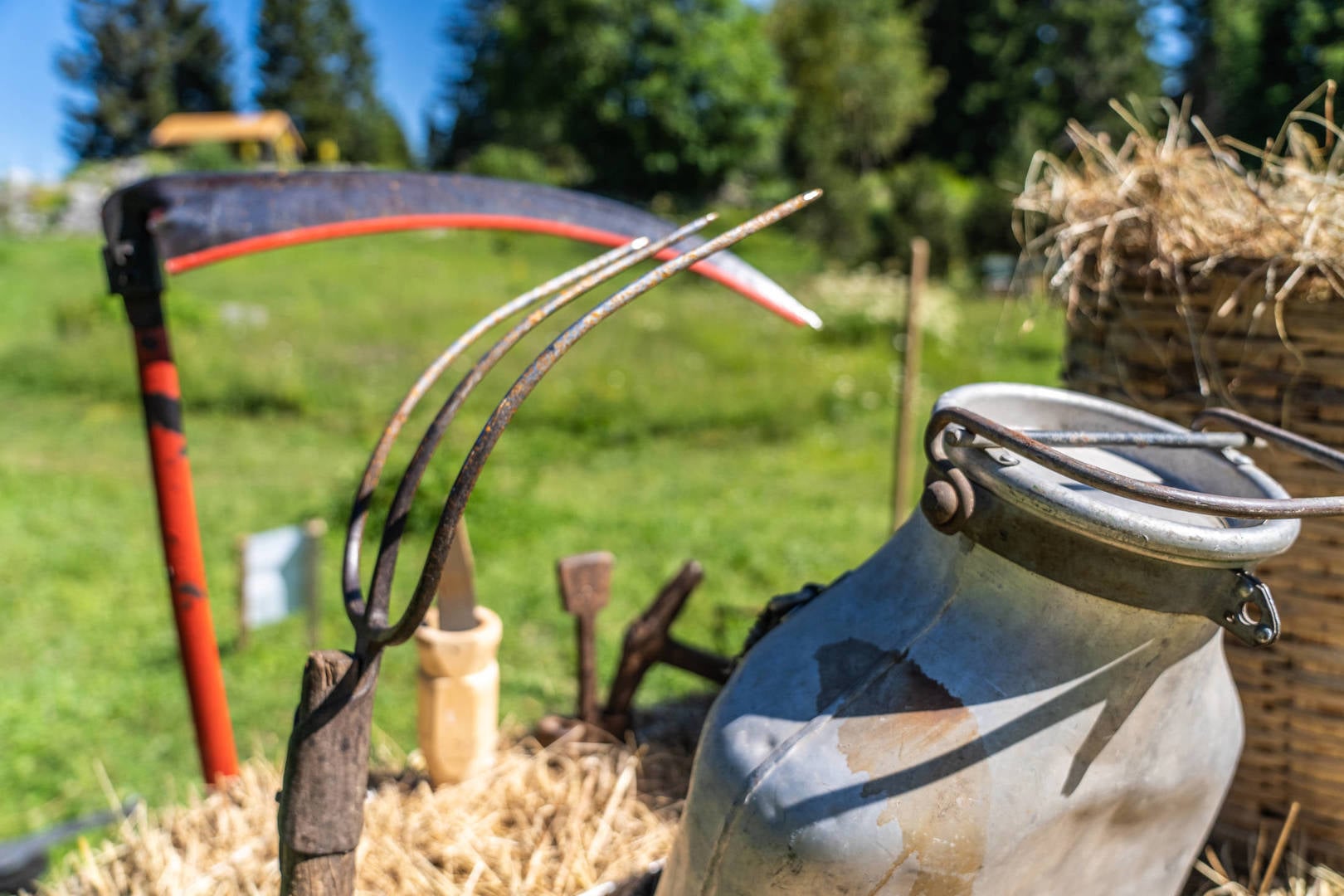 Il Giardino Botanico di Passo Coe - Passo Coe Botanic Garden - Azienda ...