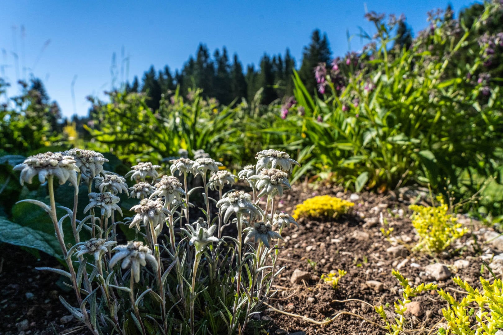 Il Giardino Botanico di Passo Coe - Passo Coe Botanic Garden - Azienda ...