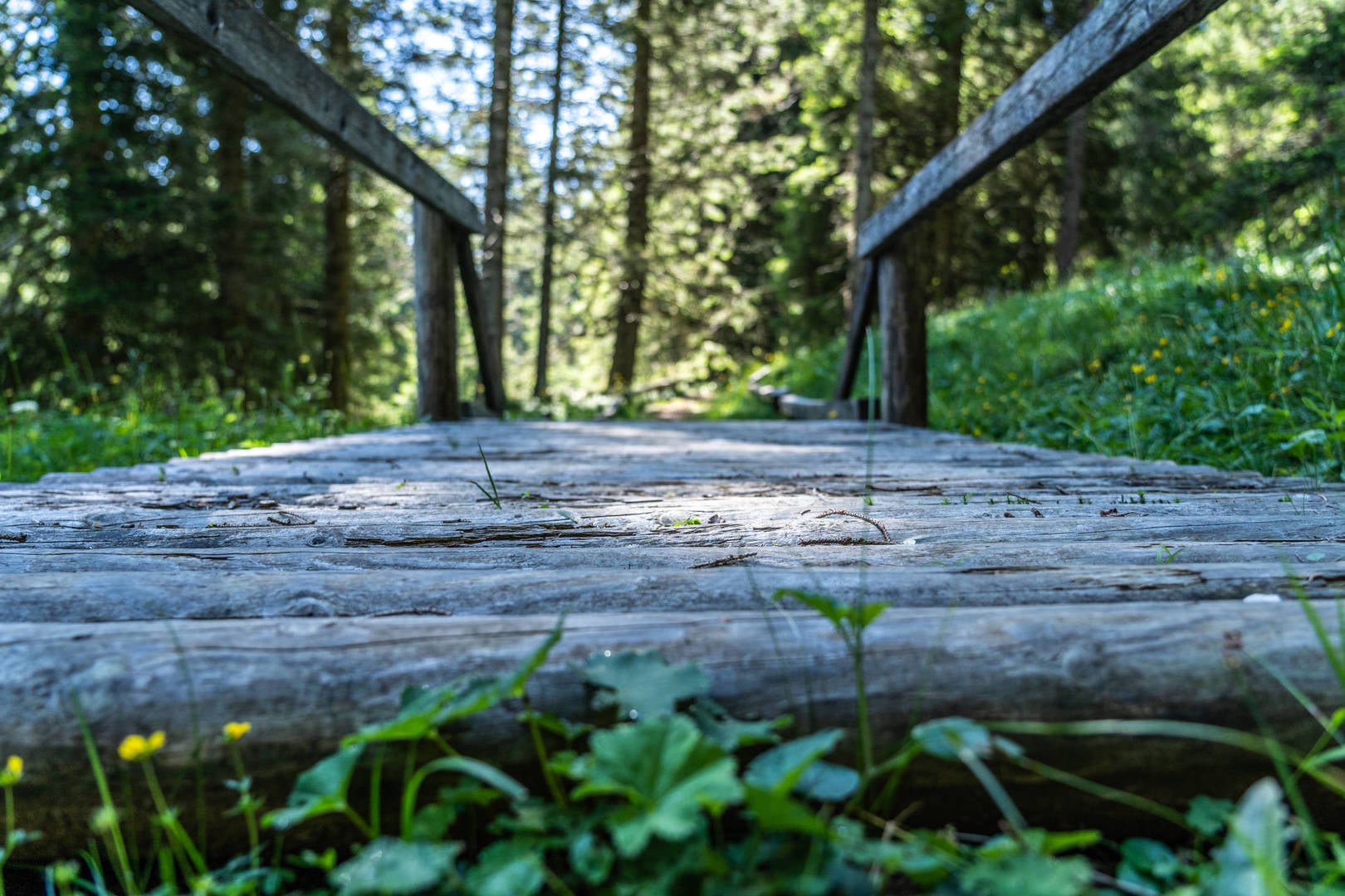 Il Giardino Botanico di Passo Coe - Passo Coe Botanic Garden - Azienda ...