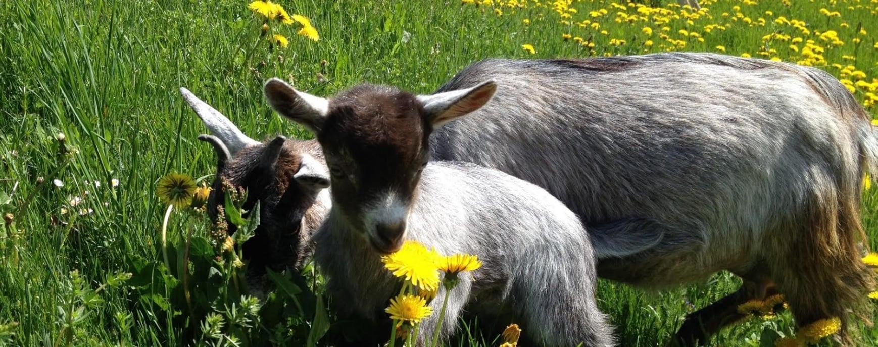 Capre che passione... e che professione! La storia di Andrea e delle ...