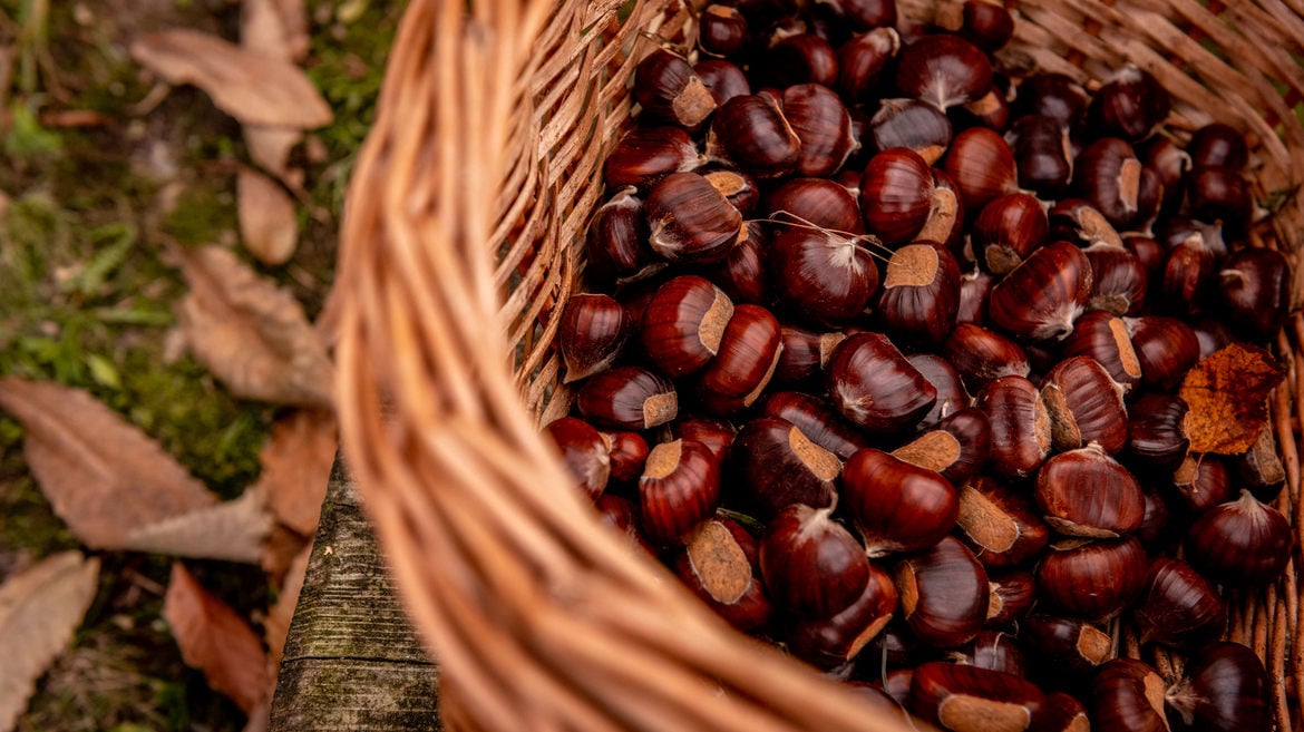 Castagne della Valle del Centa - Azienda per il turismo Alpe Cimbra ...