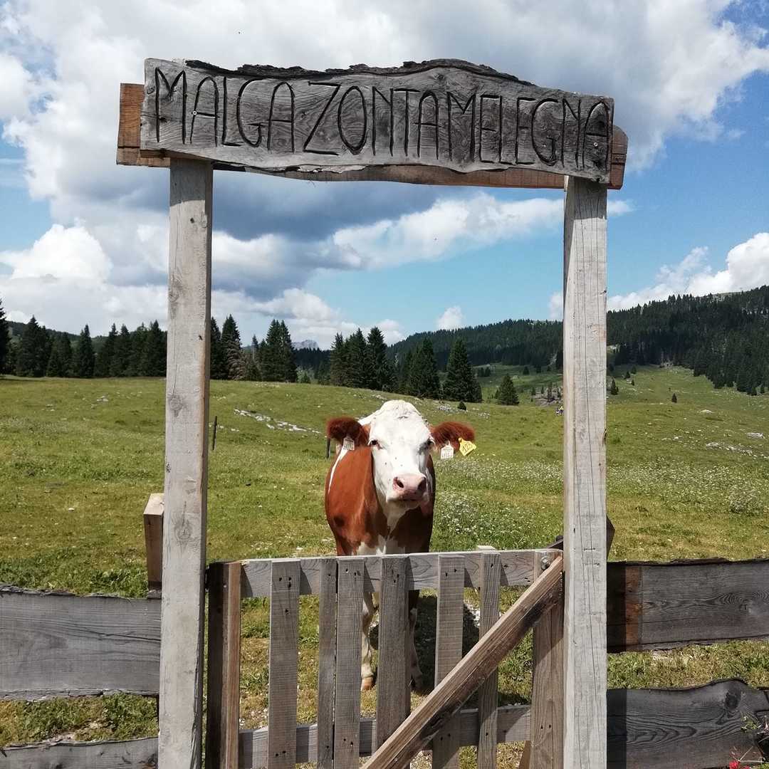 Malga Melegna - Azienda per il turismo Alpe Cimbra Folgaria Lavarone ...
