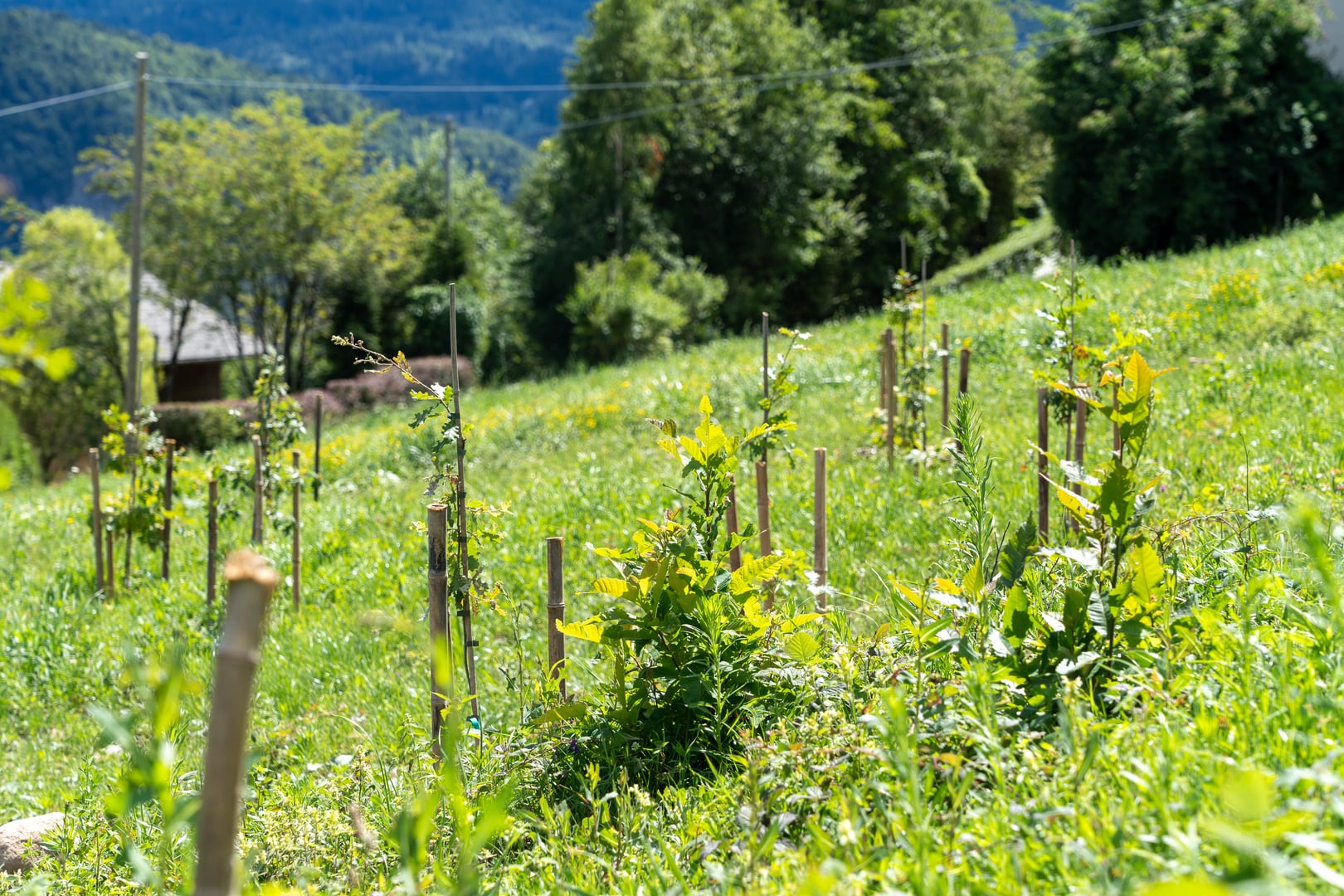 Bosco giardino delle Radici (1875-2023) - Azienda per il turismo Alpe Cimbra Folgaria Lavarone ...